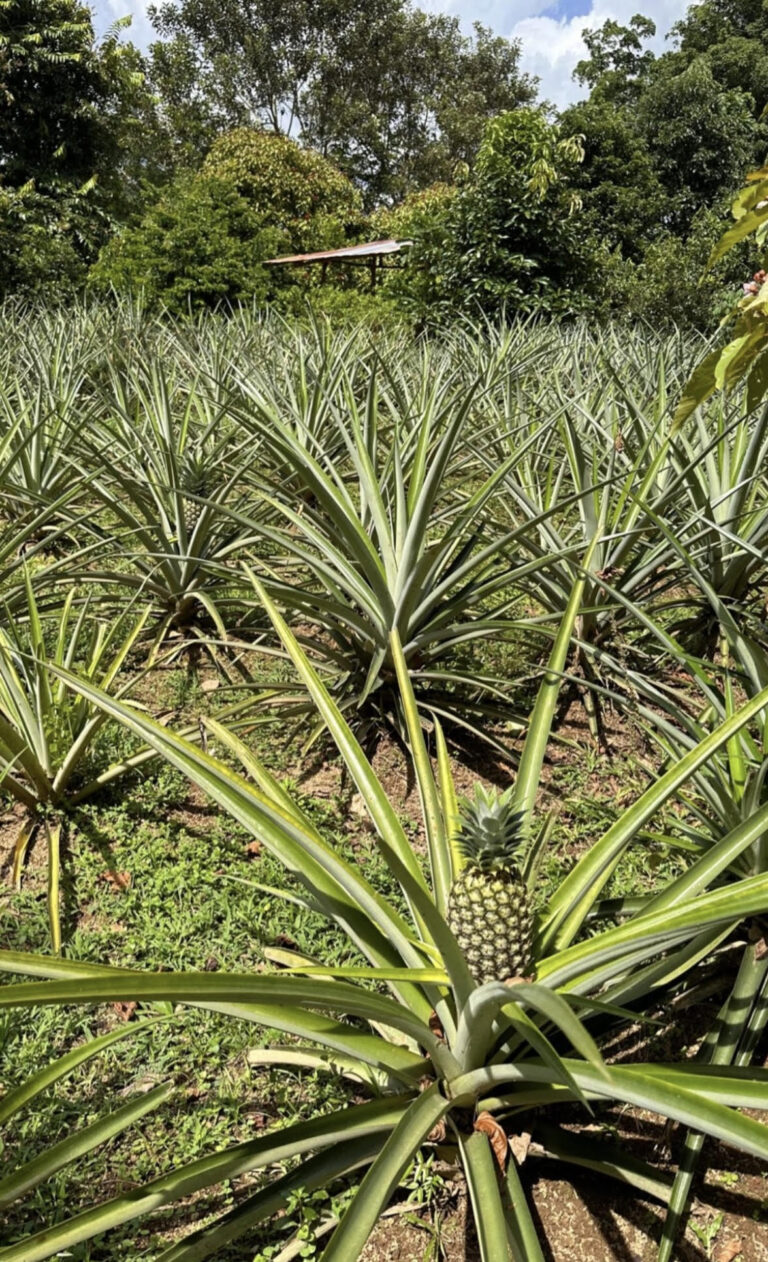 Explorateur Travel | All About Costa Rica